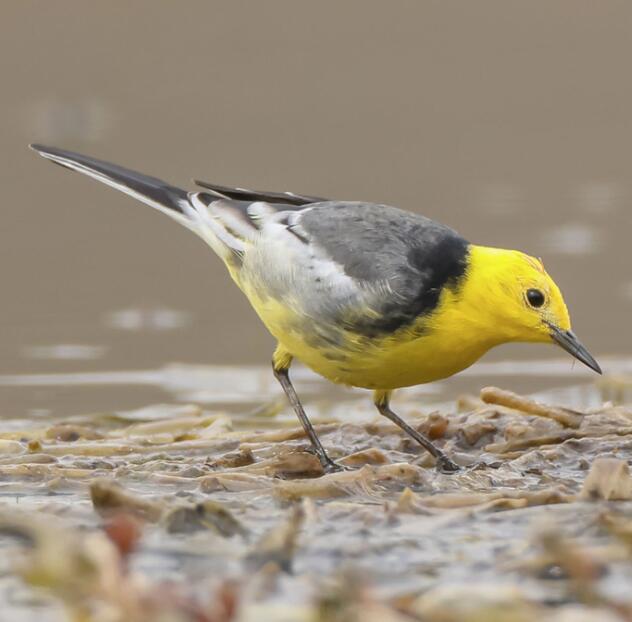 Obraz MALOWANIE PO NUMERACH Żółty ptak